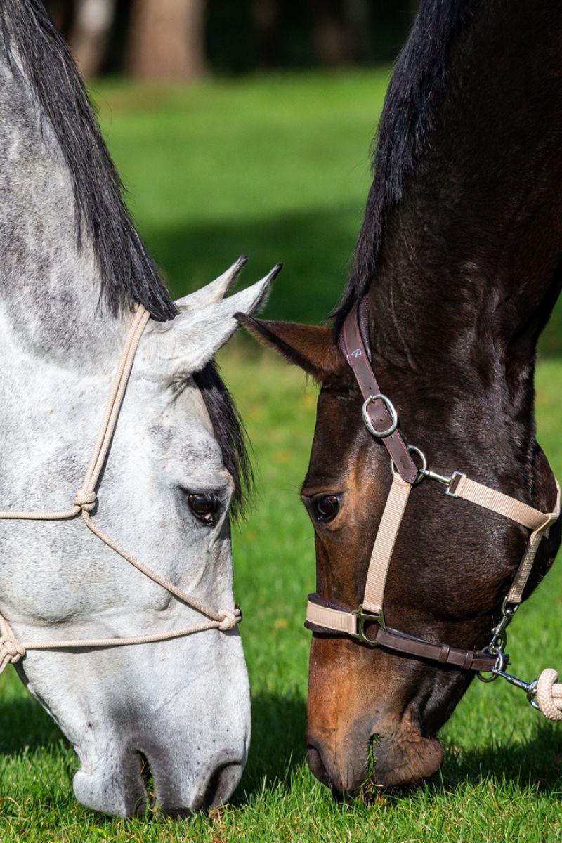 Halters – Horse Riders Classics